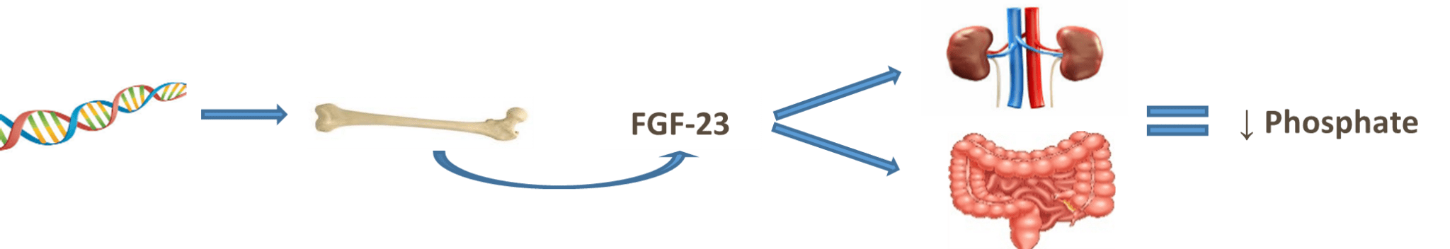 Burosumab (CRYSVITA®) - Pediatric Endocrine Society